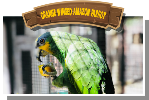 Orange-Winged Amazon Parrot | Pettitts Adventure Park